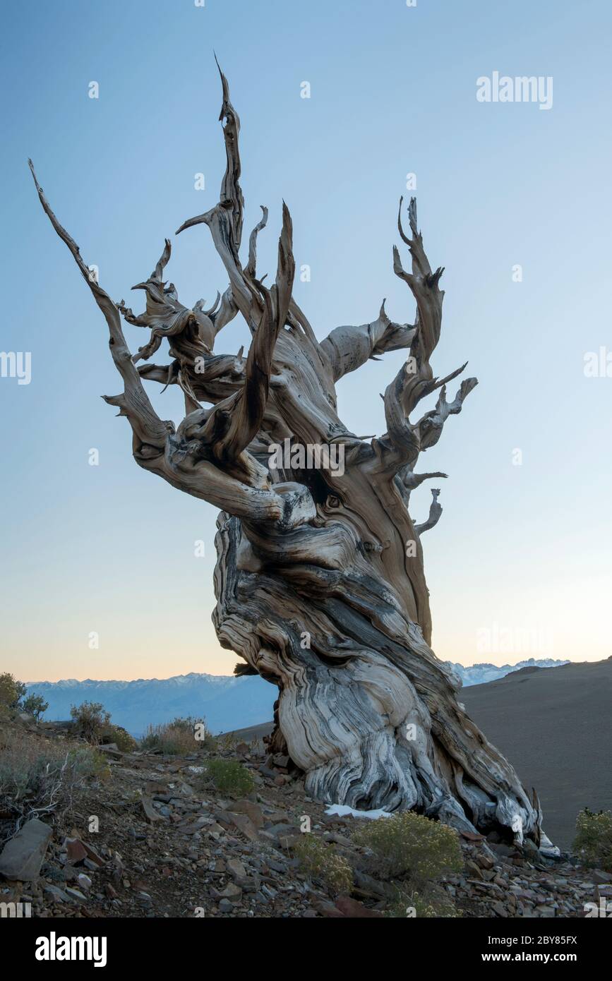 USA, Inyo County, Eastern Sierra, California,The Ancient Bristlecone ...