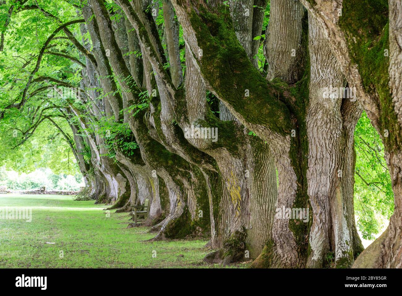 Alignment tree hi-res stock photography and images - Alamy