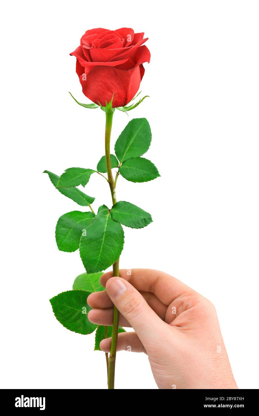 Red rose in hand Stock Photo - Alamy