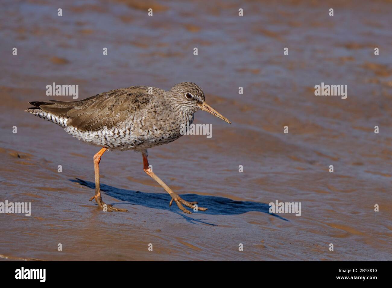 Tringa totanus charadriiformes hi-res stock photography and images - Alamy