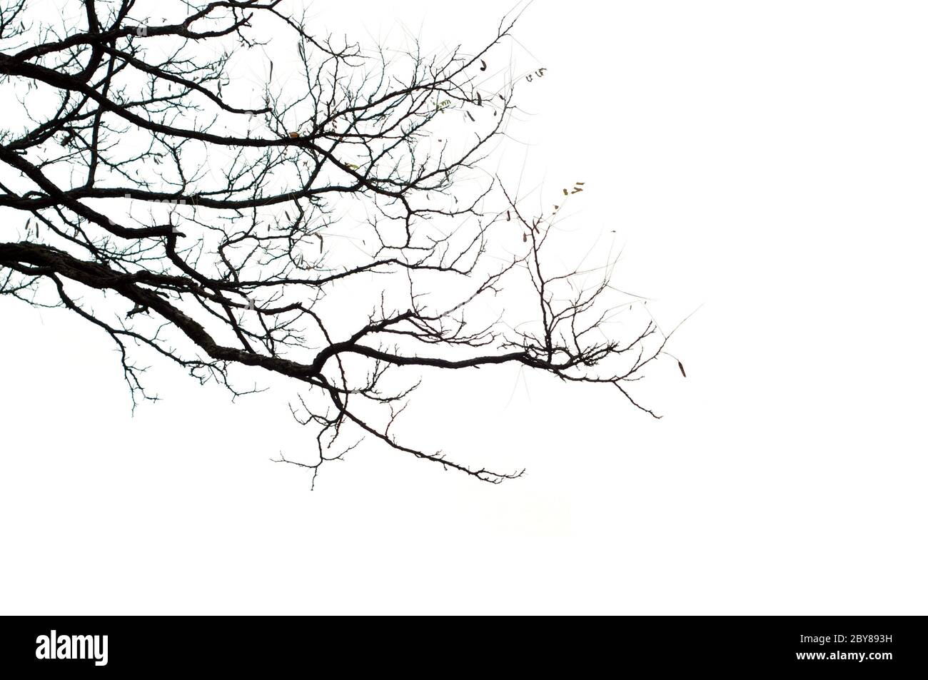 tree branches isolated on the white background Stock Photo - Alamy