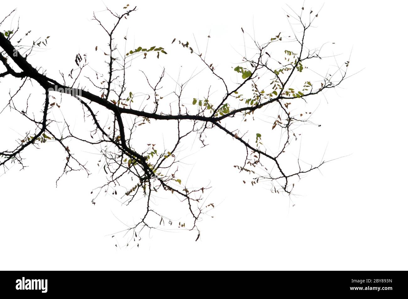tree branches isolated on the white background Stock Photo - Alamy