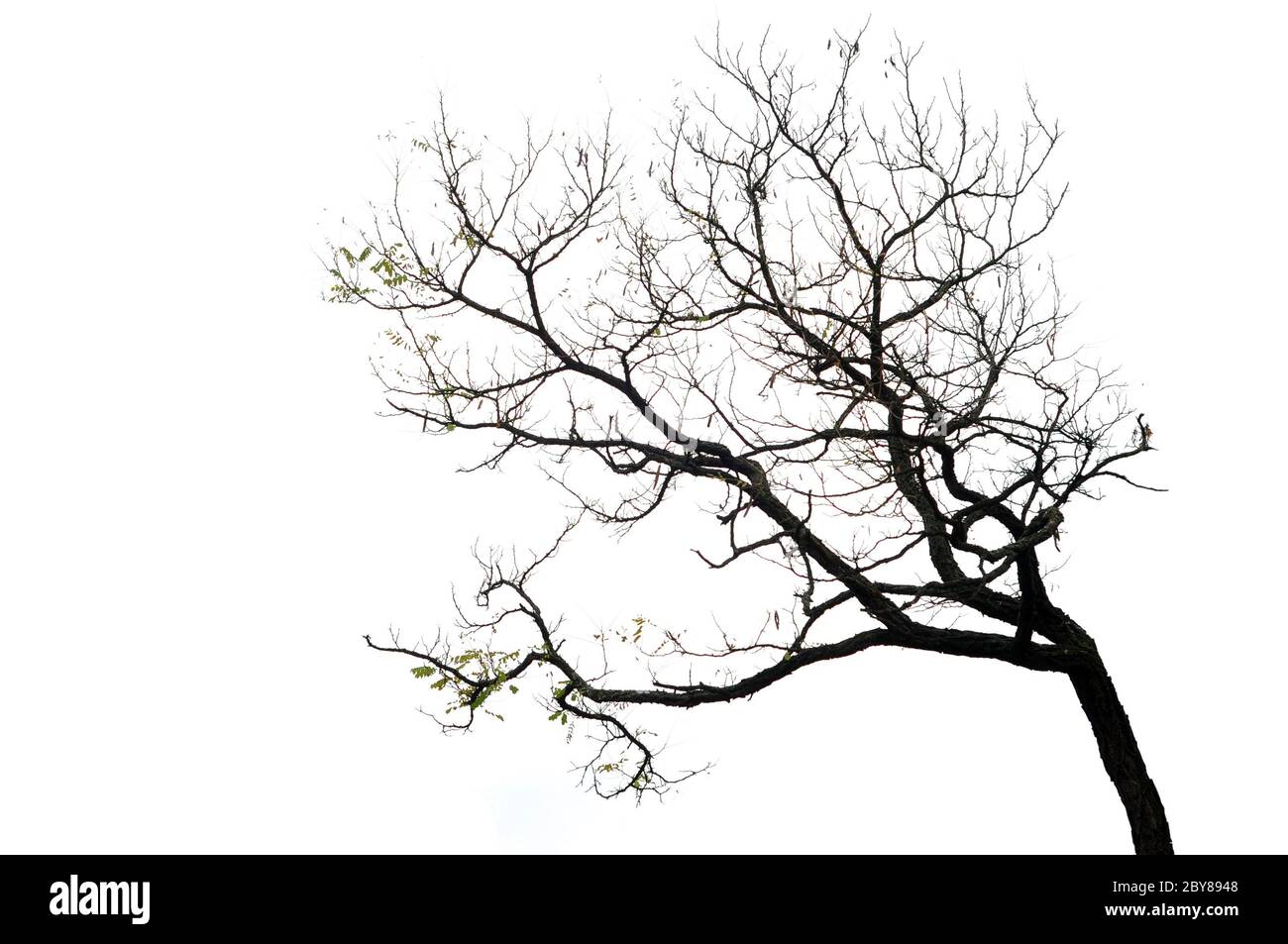 tree branches isolated on the white background Stock Photo - Alamy
