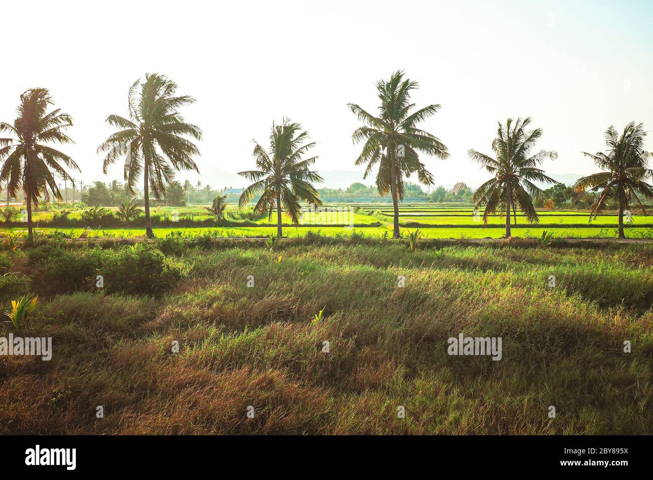Coconut Row filled a niche in the village. Palms stands behind an ...