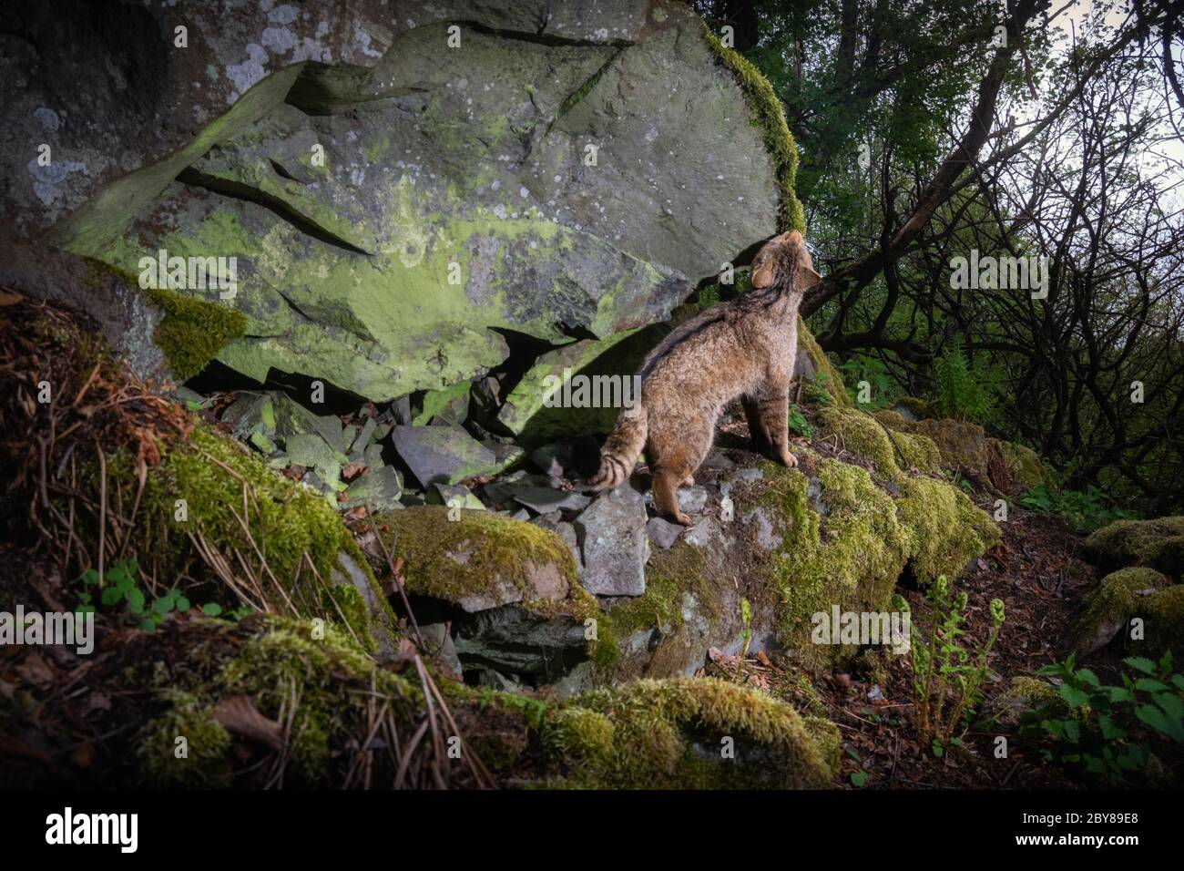 One european wildcat felis hi-res stock photography and images - Alamy