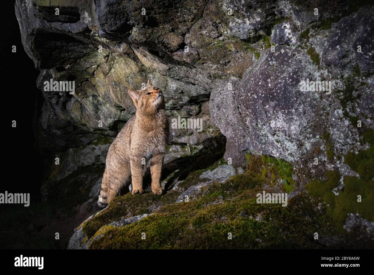 European wildcat on marking spot in Czech Republic Stock Photo - Alamy