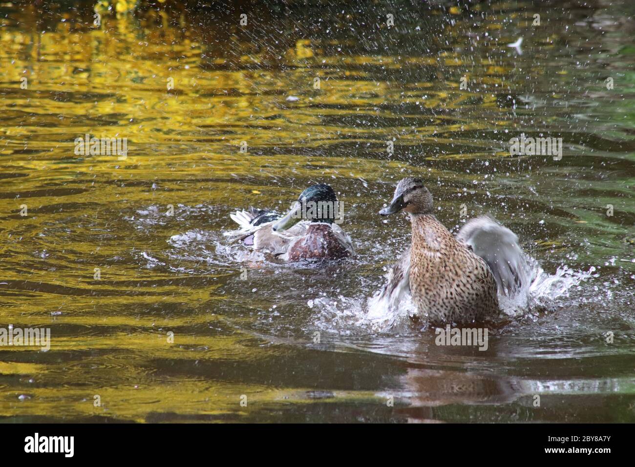 Ducks splashing in water Stock Photo - Alamy