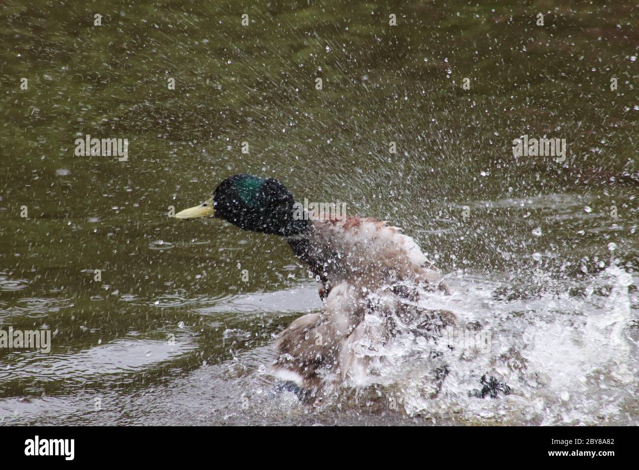 Ducks splashing in water Stock Photo - Alamy