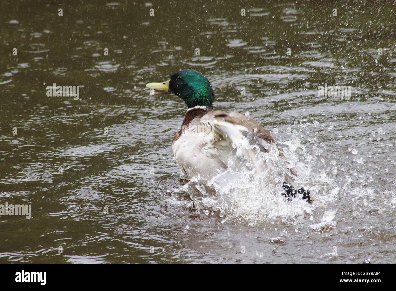 Ducks splashing in water Stock Photo - Alamy