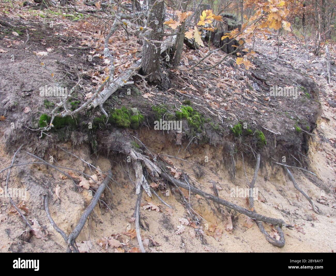 sand and bare tree roots in the forest Stock Photo - Alamy