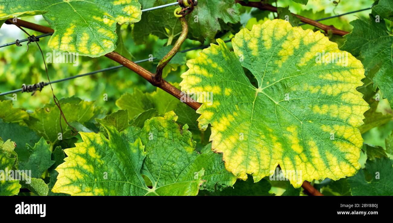 Leaf at a vineyard Stock Photo - Alamy