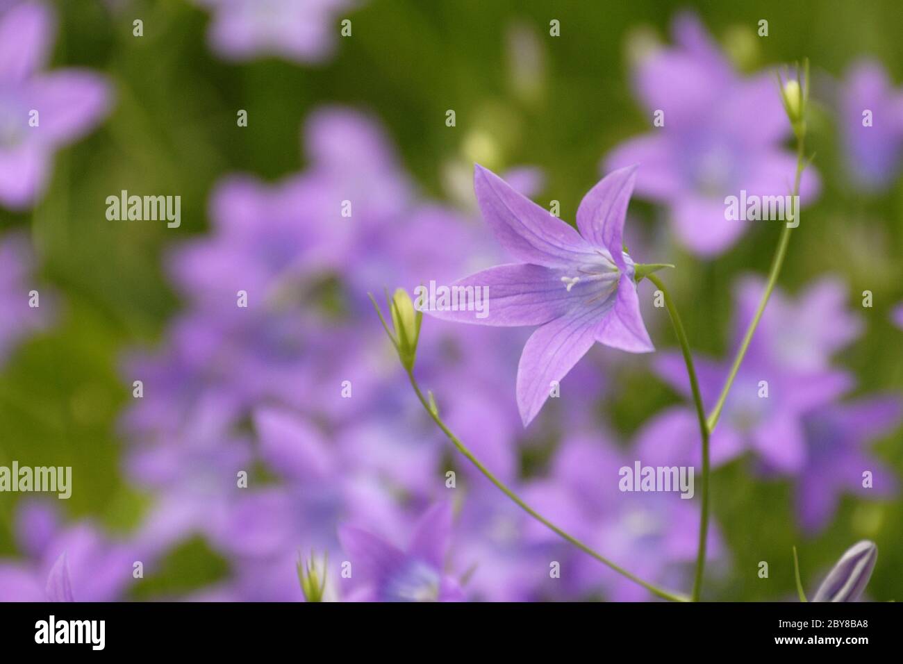 Campanula patula hi-res stock photography and images - Alamy