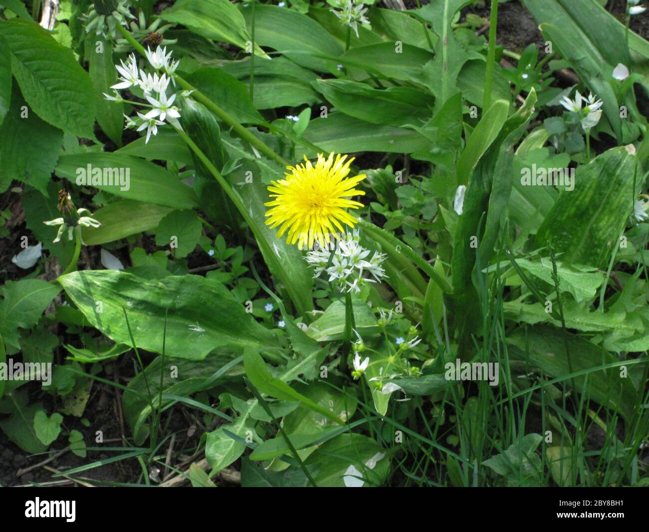 Drawing flower field dandelion hi-res stock photography and images - Alamy