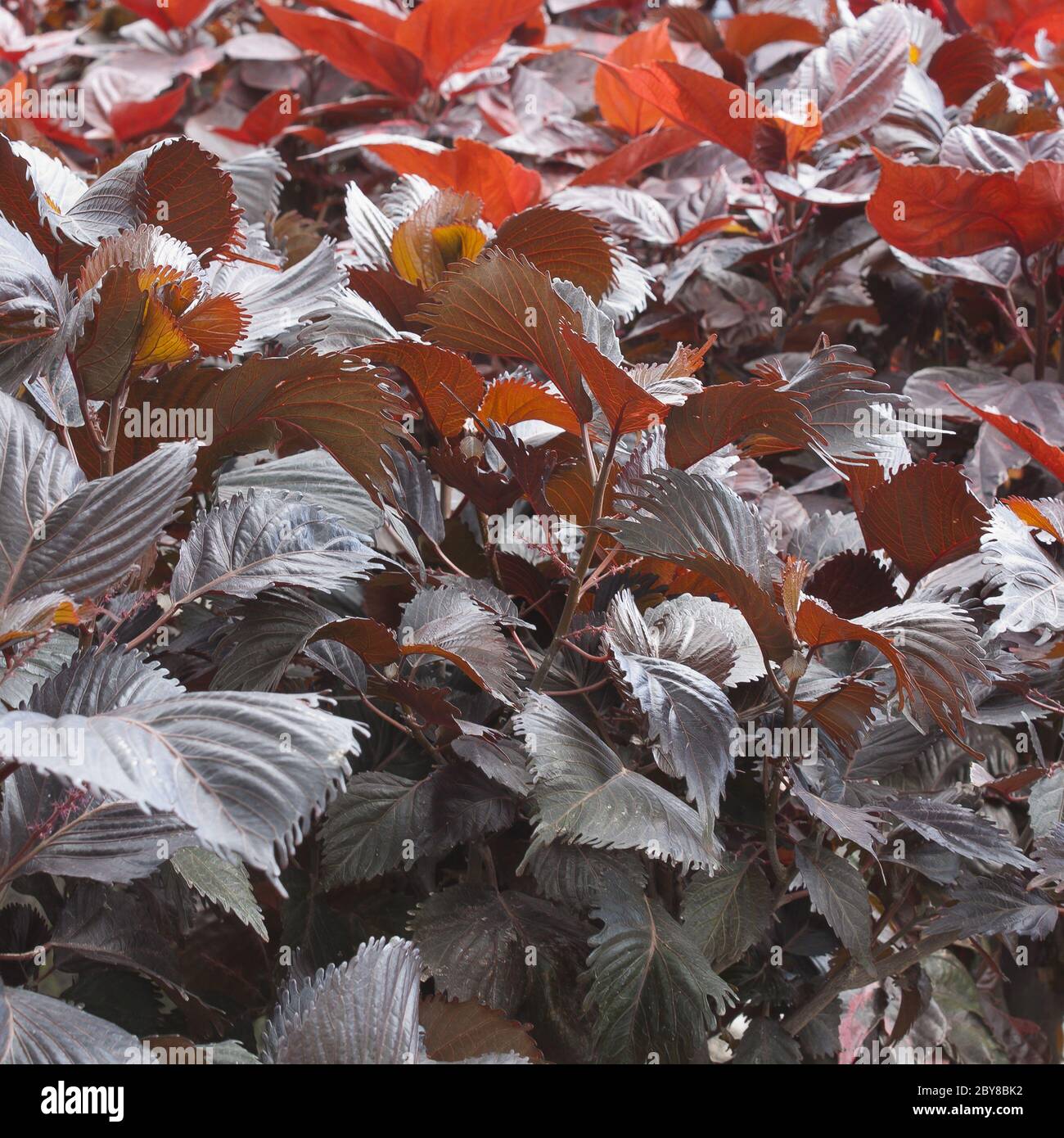 Red hedge hi-res stock photography and images - Alamy