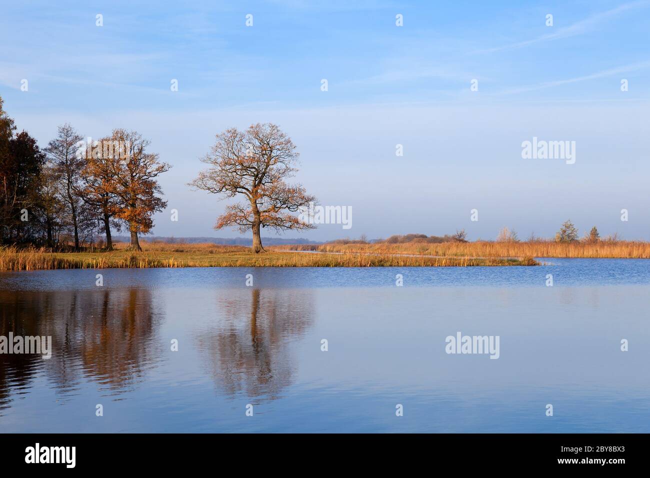 Oak tree reflection hi-res stock photography and images - Alamy