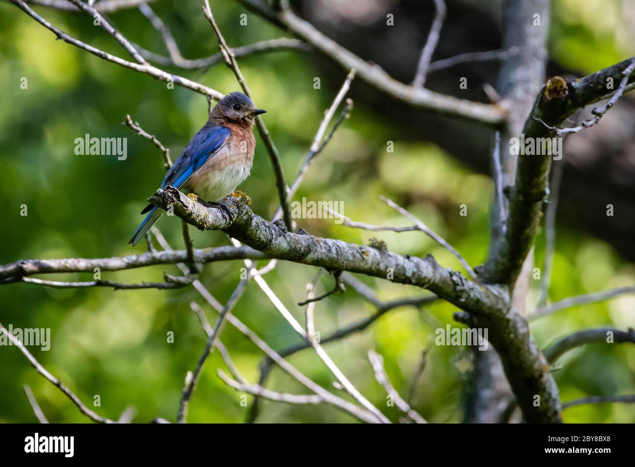 Western Bluebird Juvenile