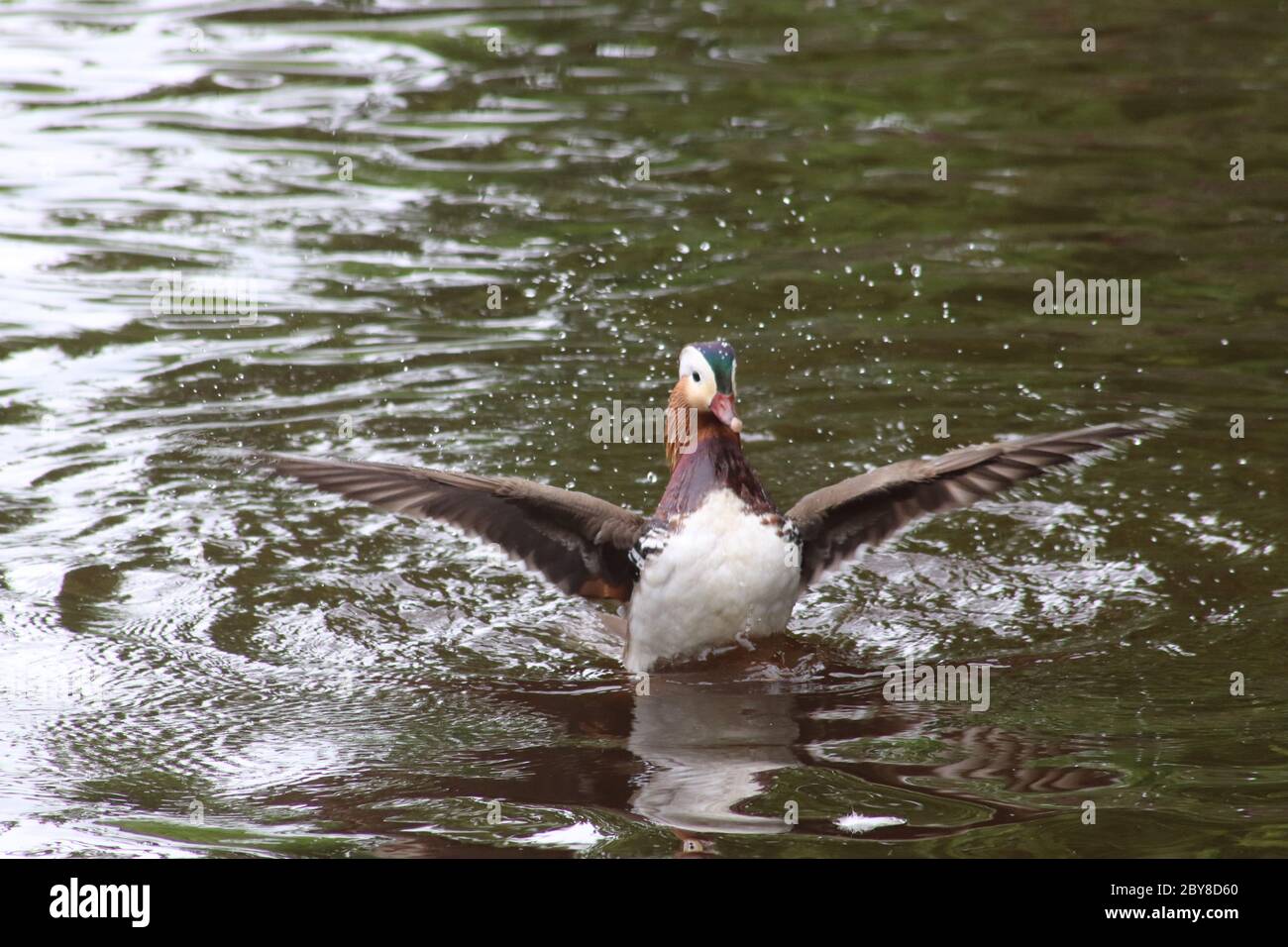 Mandarin duck rearing up Stock Photo - Alamy