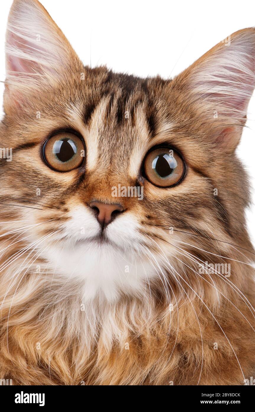 Portrait of cat Stock Photo - Alamy