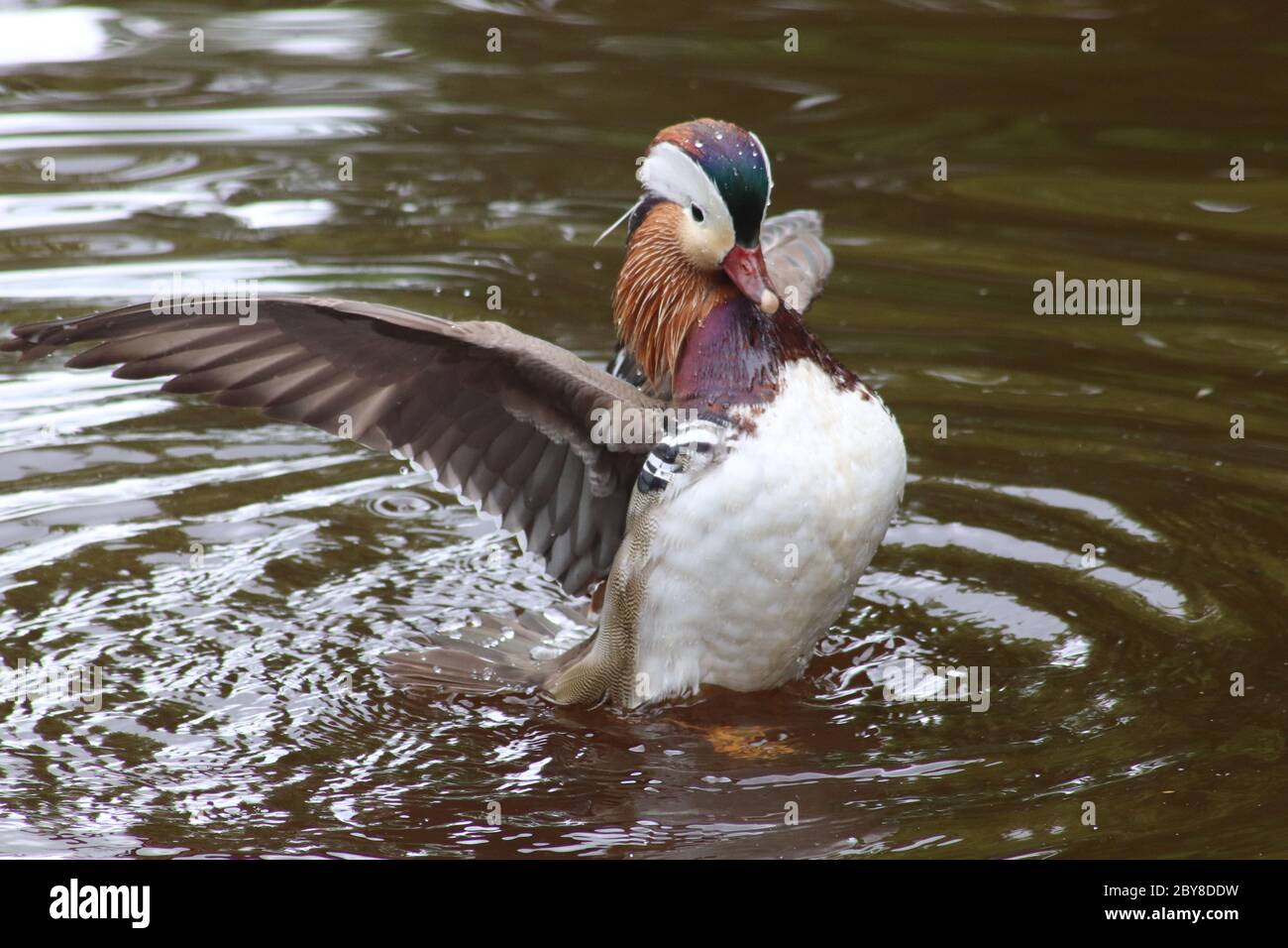 Mandarin duck rearing up Stock Photo - Alamy