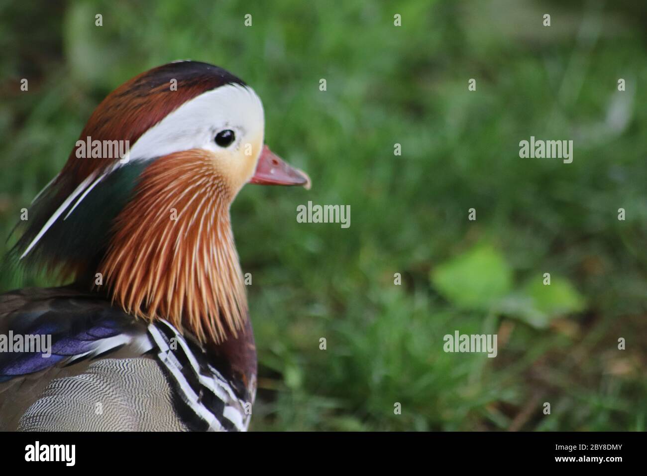 Mandarin duck in close-up Stock Photo - Alamy