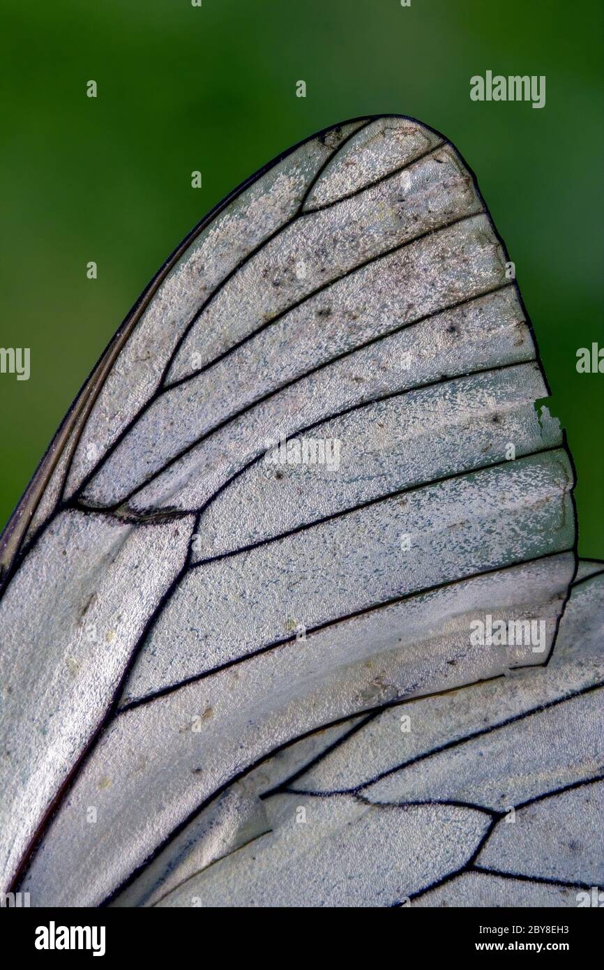 white wing and his line Stock Photo - Alamy