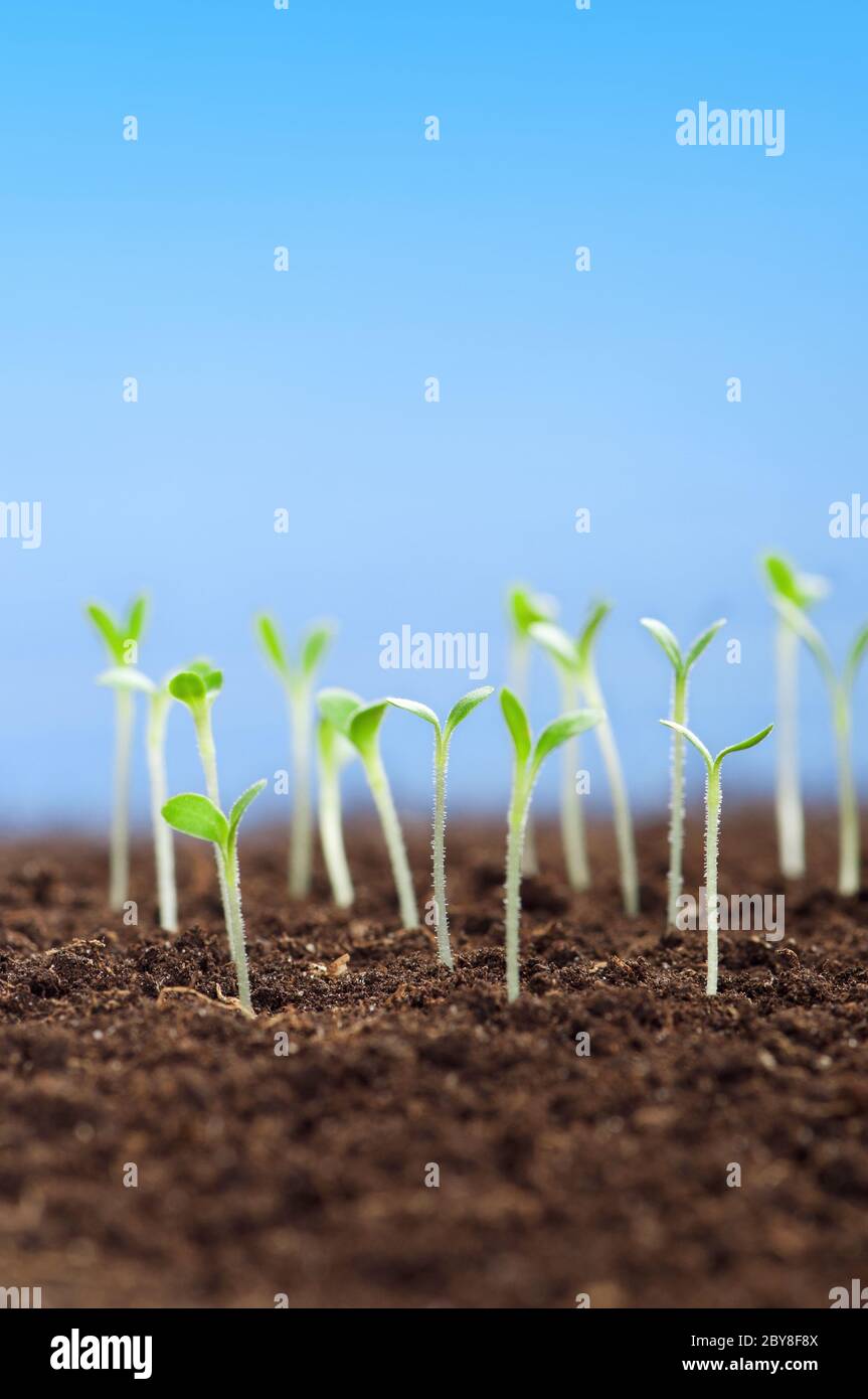 Seedling hi-res stock photography and images - Alamy