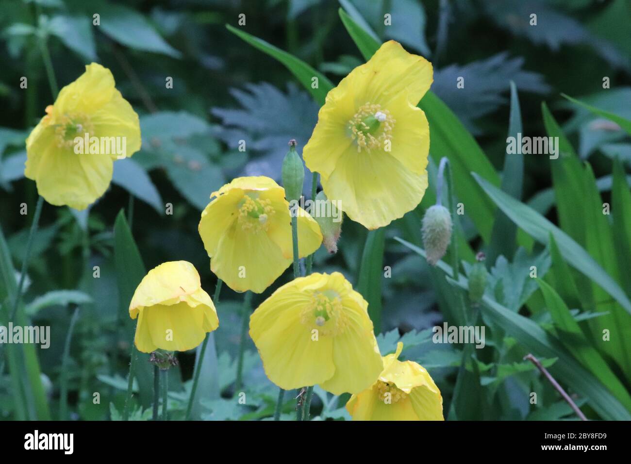 Yellow poppies in close-up Stock Photo - Alamy