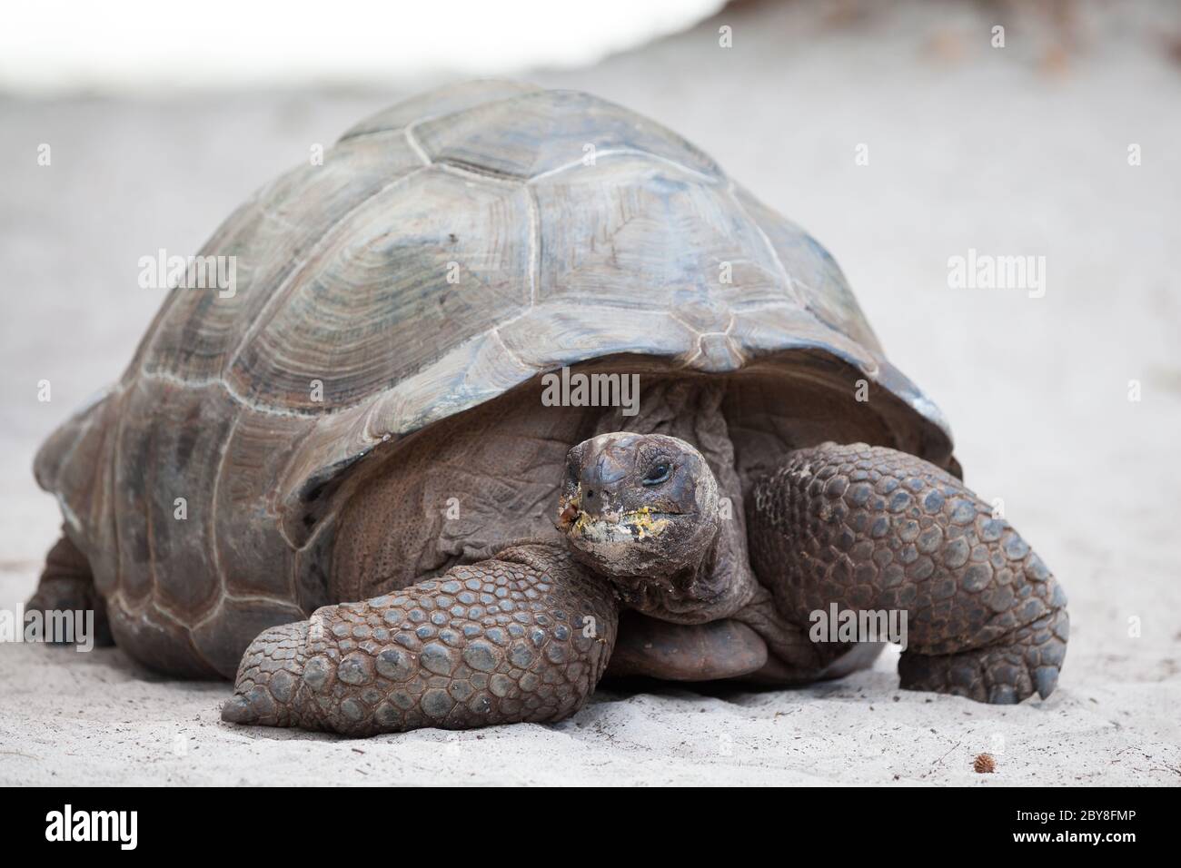 A big turtle on the beach on the Seychelles Stock Photo - Alamy