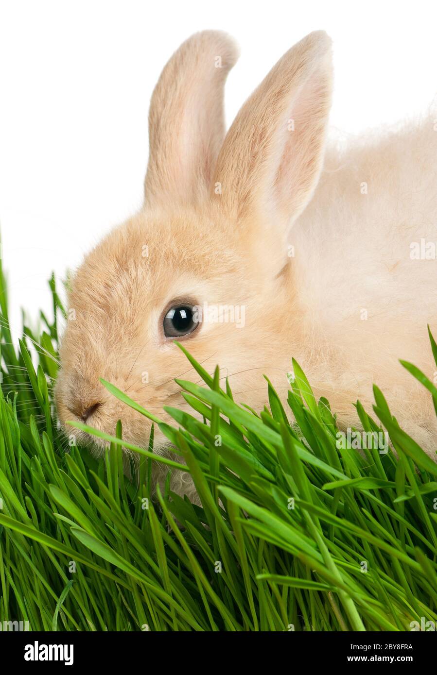 Rabbit in grass Stock Photo - Alamy