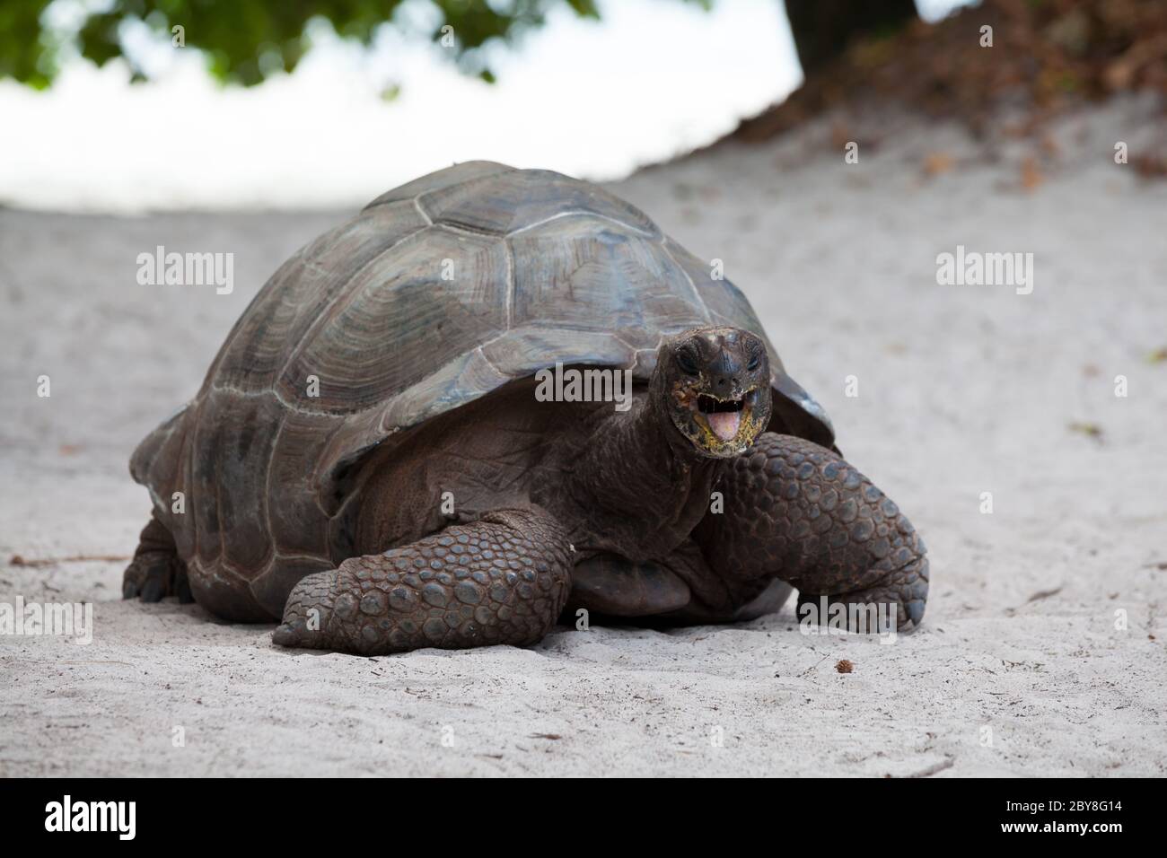 A big turtle on the beach on the Seychelles Stock Photo - Alamy