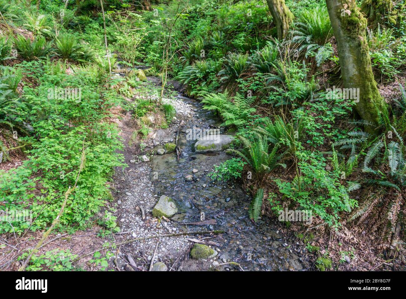 A stream near a trail at Dash Point State Park in Washington State ...