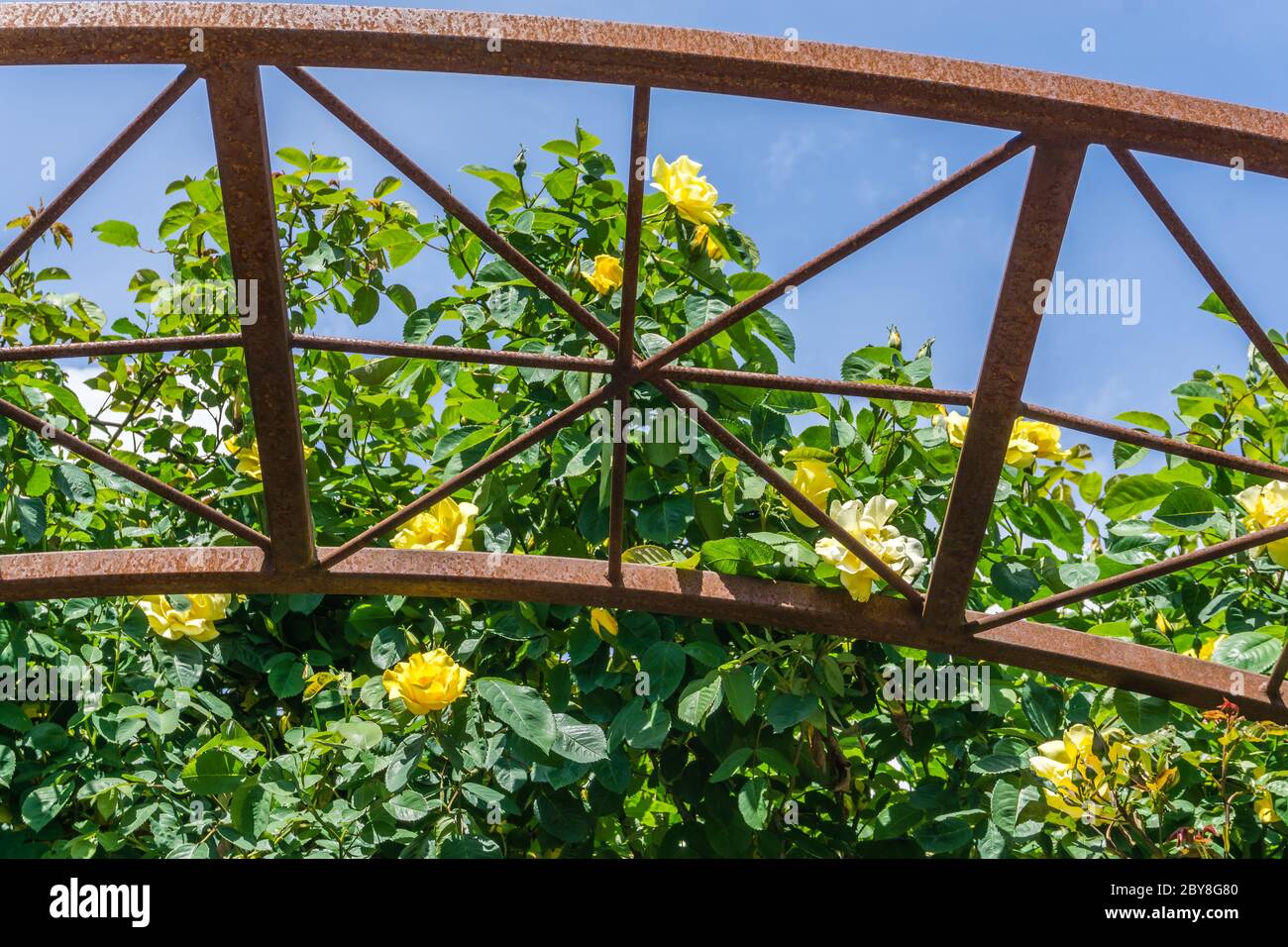 A section of a rusty trellis and yellow Roses Stock Photo - Alamy