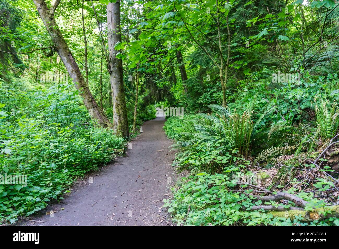 A trail in Spring at Dash Point State Park in Dash Point, Washington ...