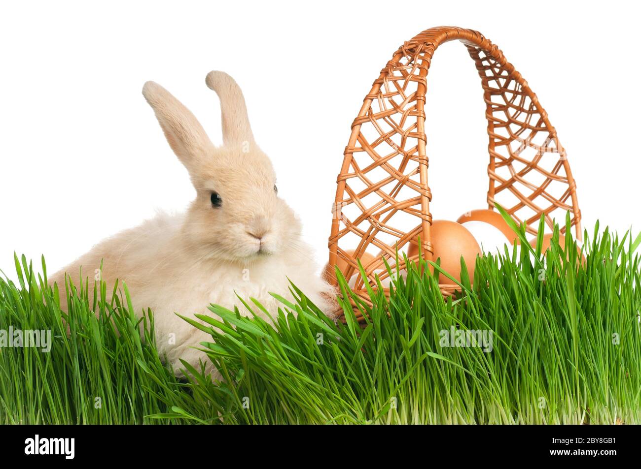 Rabbit in grass Stock Photo - Alamy