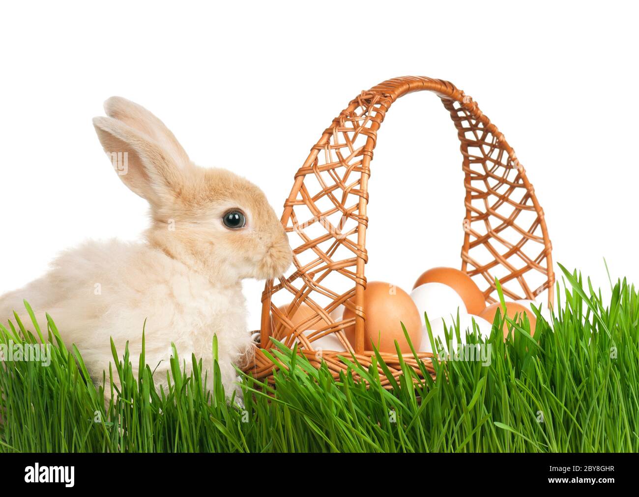 Rabbit in grass Stock Photo - Alamy