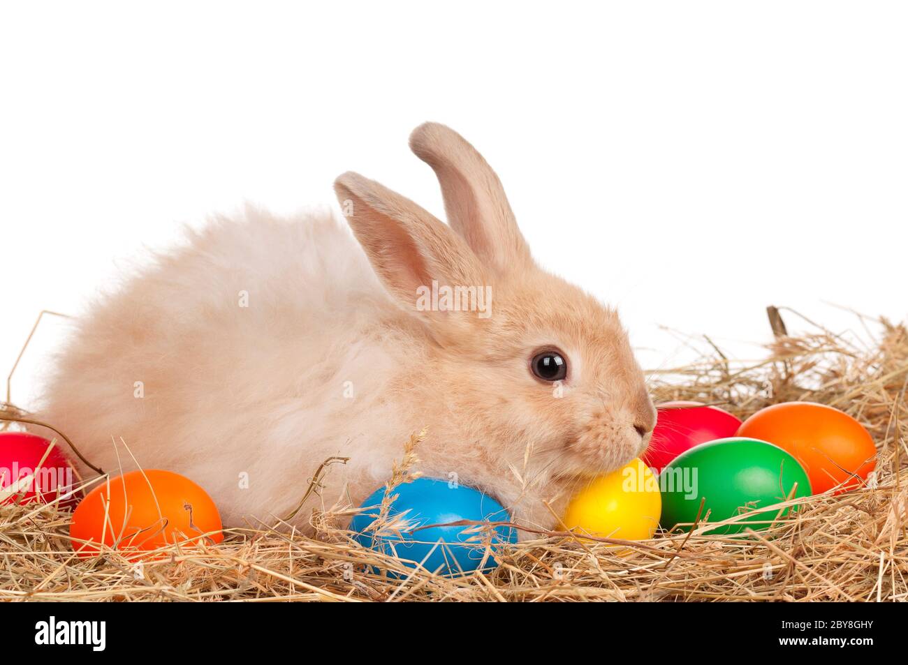 Rabbit with Easter eggs Stock Photo - Alamy