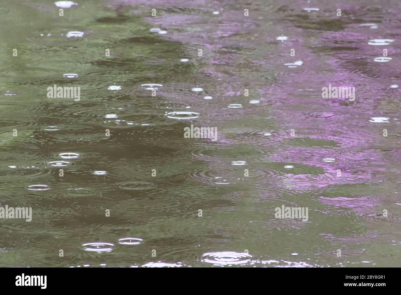 Raindrops in pond Stock Photo - Alamy