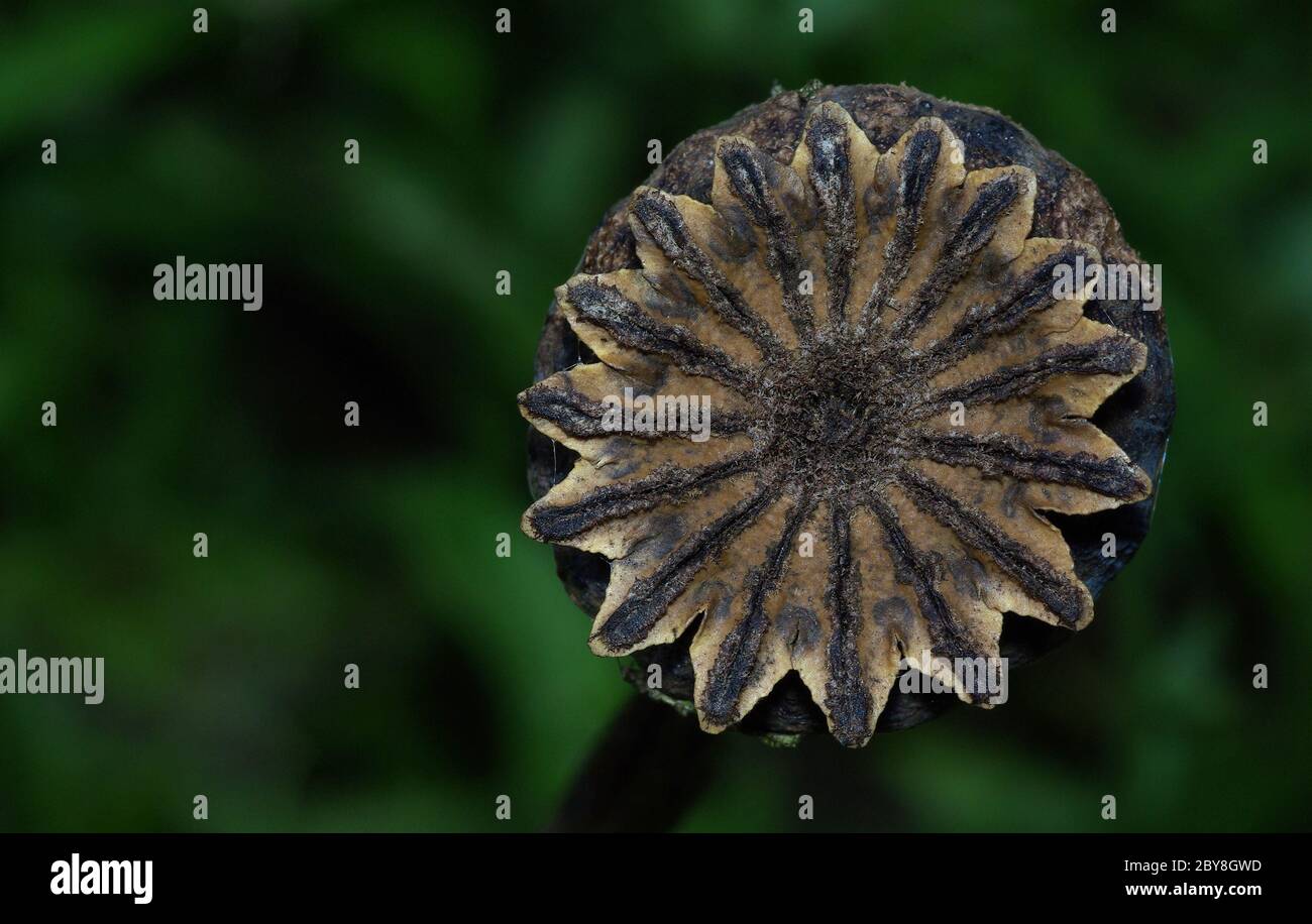 Poppy Capsule - Top View Stock Photo - Alamy