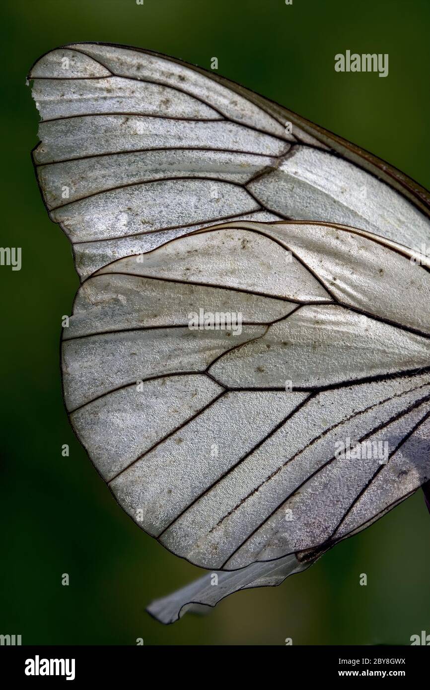 wing of a butterfly and his line Stock Photo - Alamy