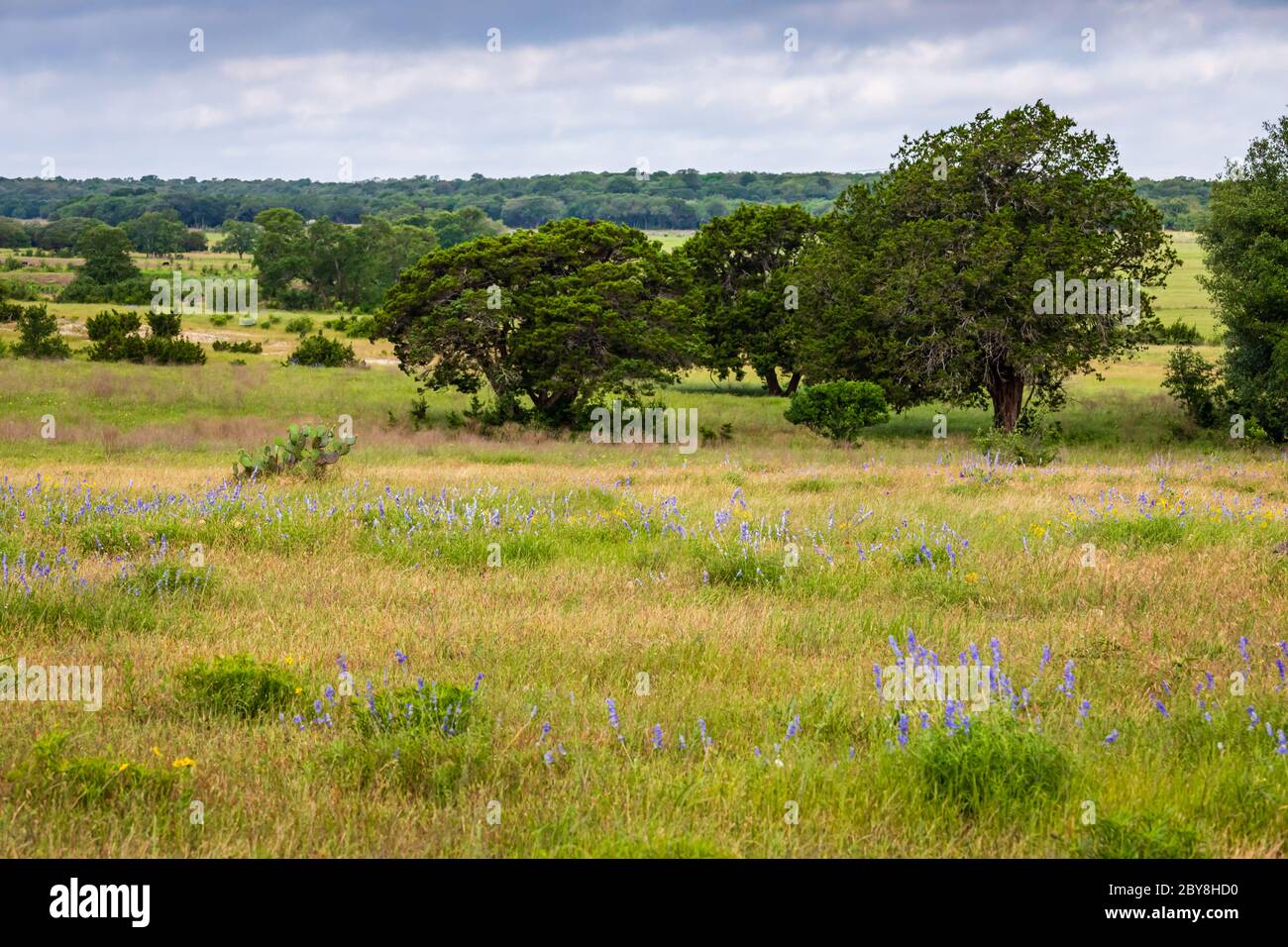 Wildflower field with large live oak trees Stock Photo - Alamy