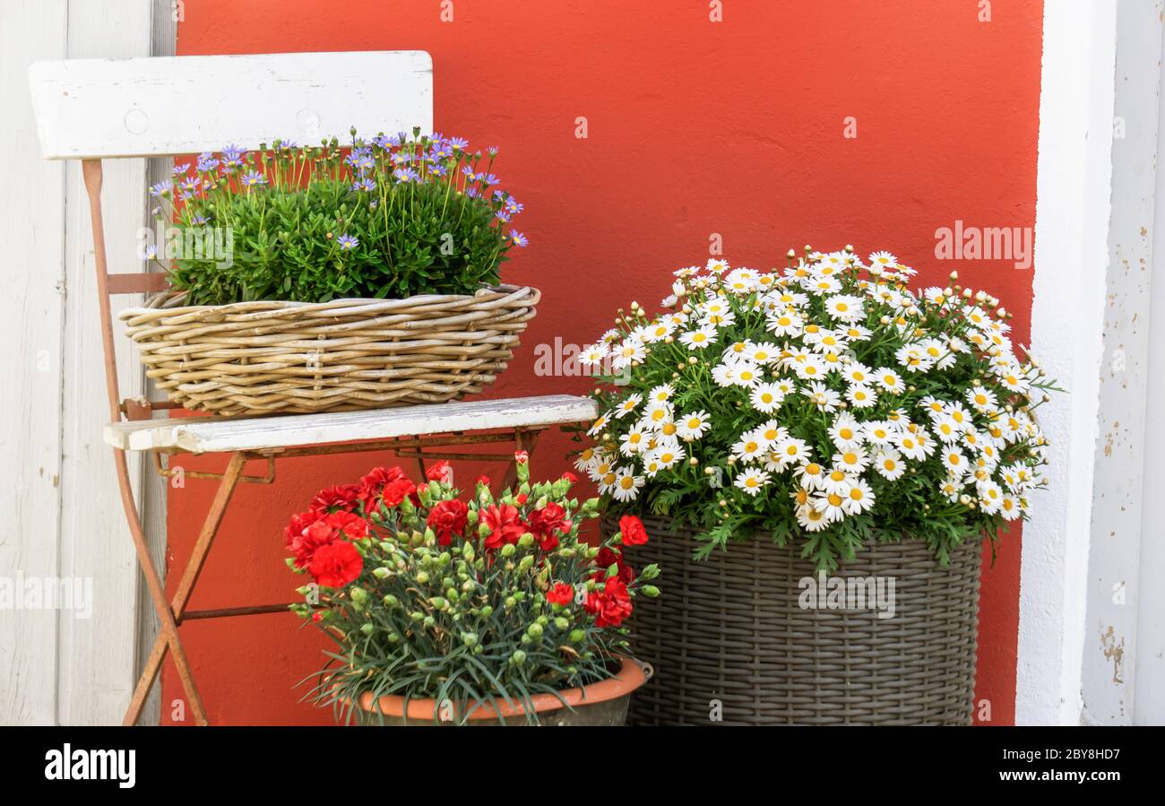 rustic flower decorations on red background, close-up of a cheerful ...