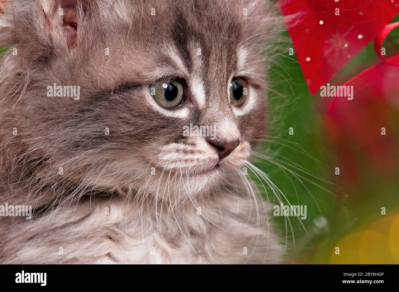 Cute gray kitten Stock Photo - Alamy