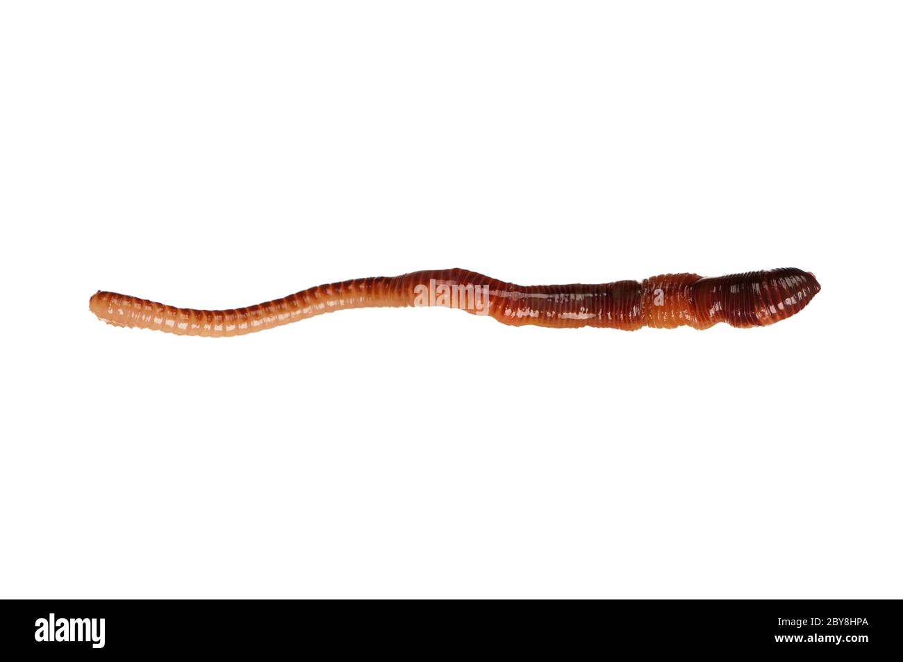 Slimy earthworm hi-res stock photography and images - Alamy