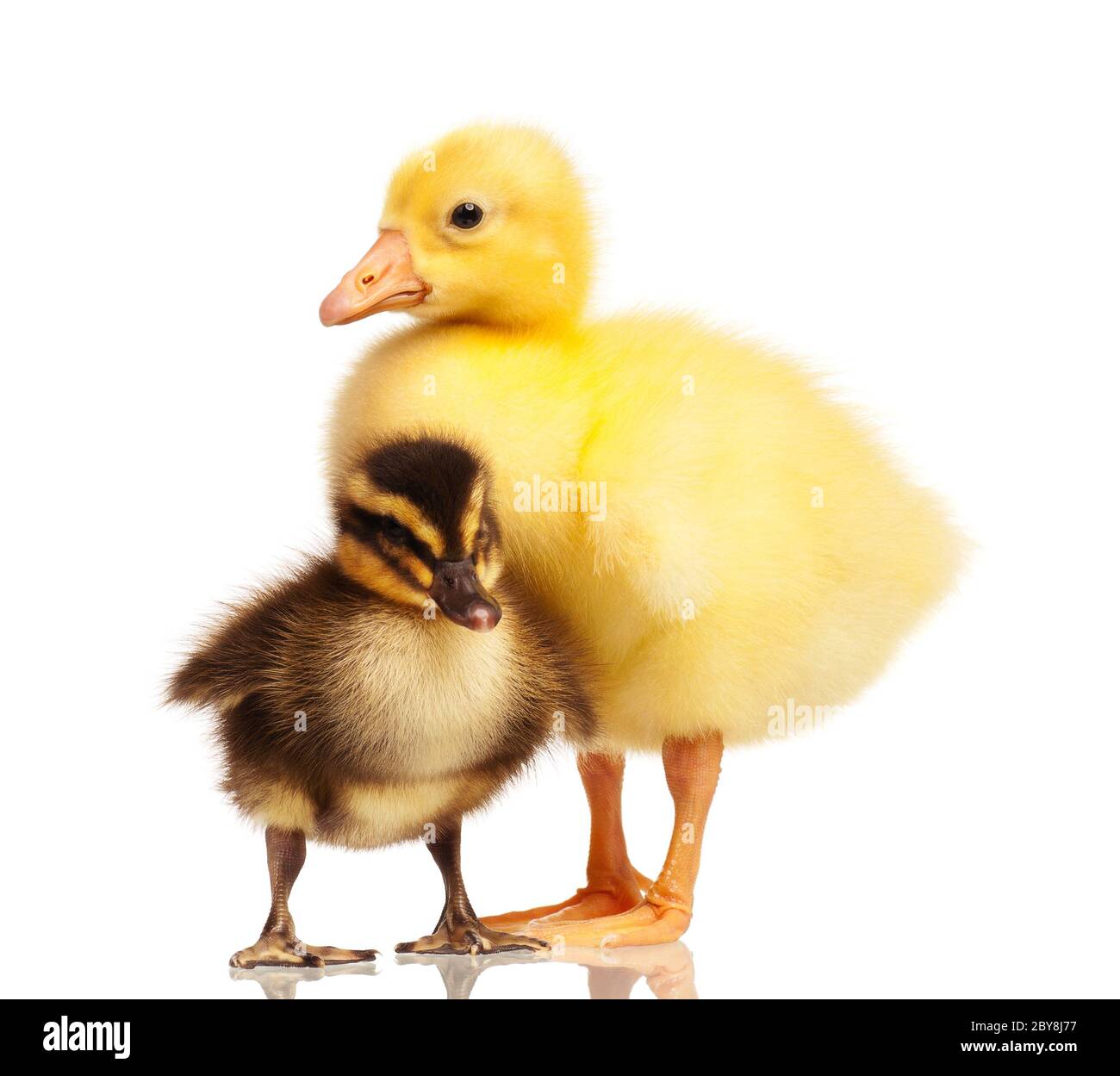 Domestic duckling and gosling Stock Photo - Alamy