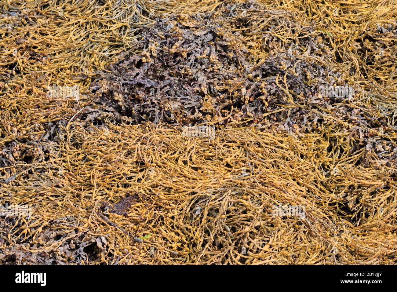 Seaweed texture hi-res stock photography and images - Alamy
