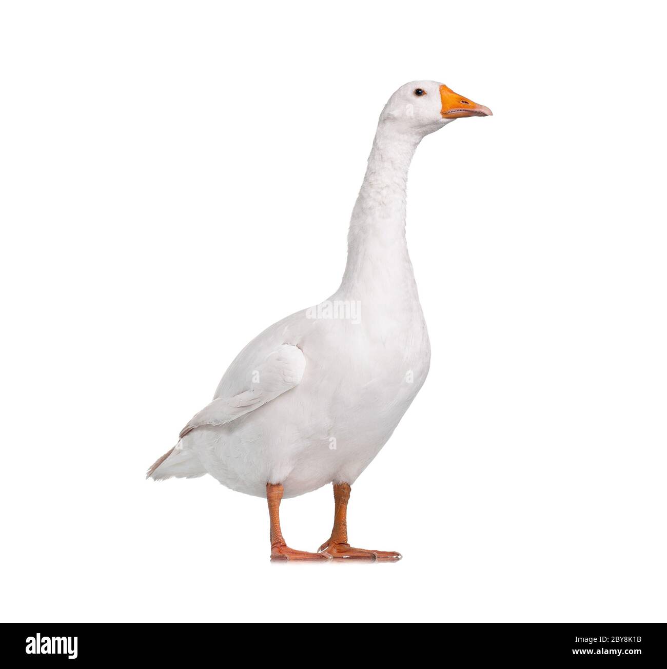 Goose Cut Out Stock Images & Pictures - Alamy