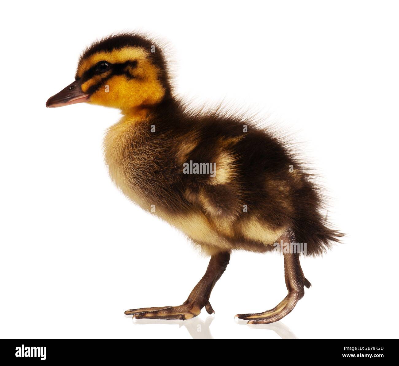 Furry duckling hi-res stock photography and images - Alamy