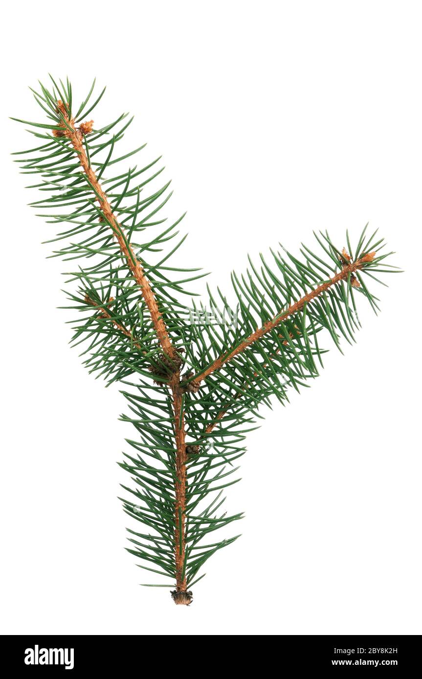 Fir bough Cut Out Stock Images & Pictures - Alamy