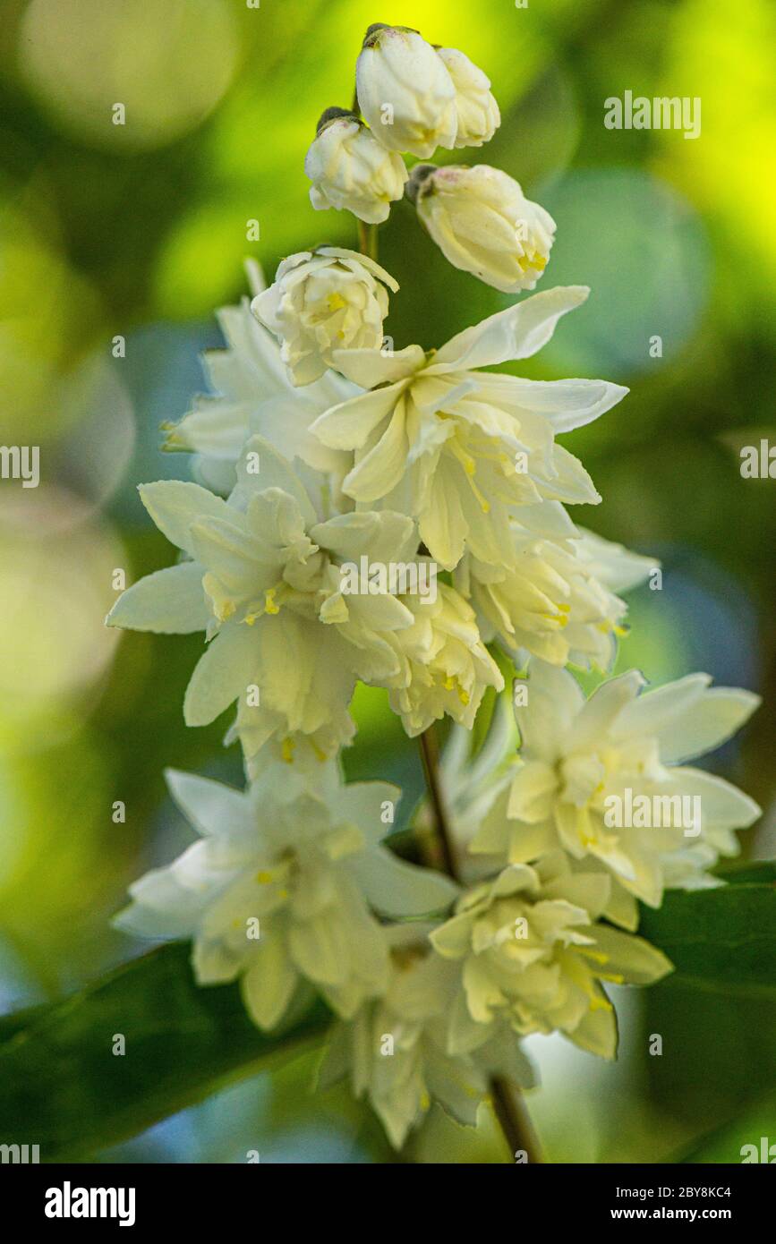 The double flowers of a Deutzia shrub Stock Photo - Alamy