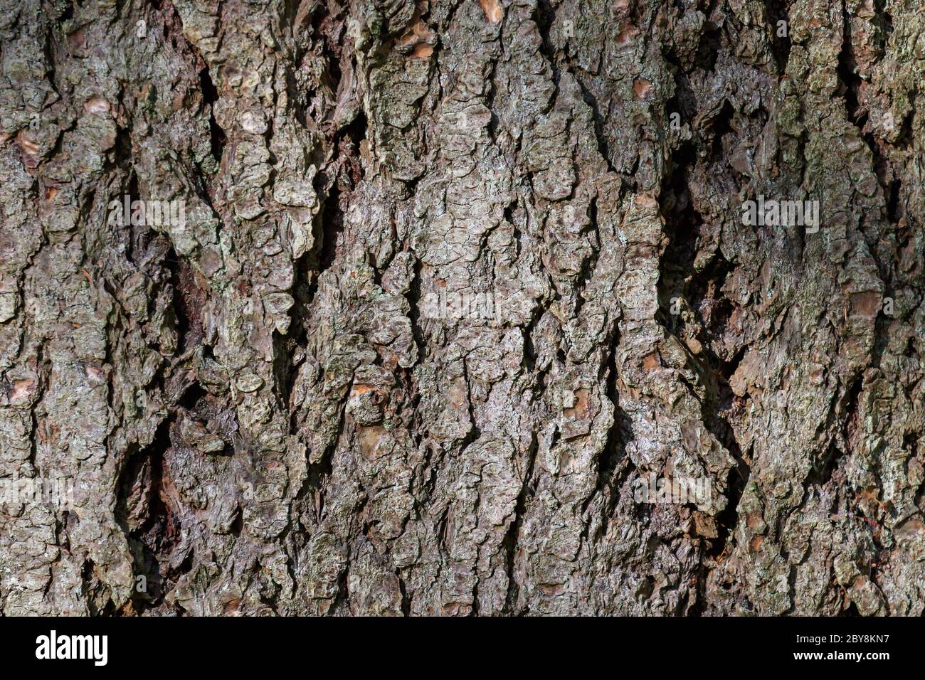 Vertical tree bark hi-res stock photography and images - Alamy